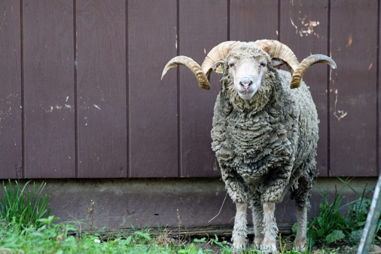 5 Critical Sheep Breeds for the Homestead - Countryside